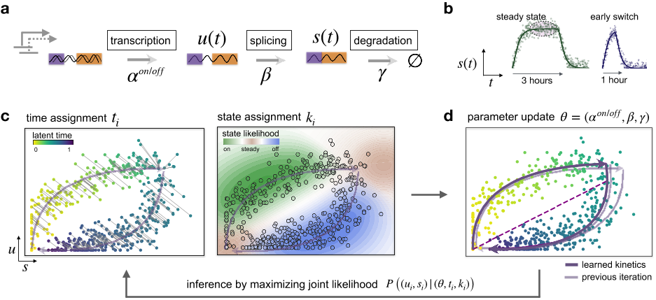 (PDF) Generalizing RNA velocity to transient cell states through ...