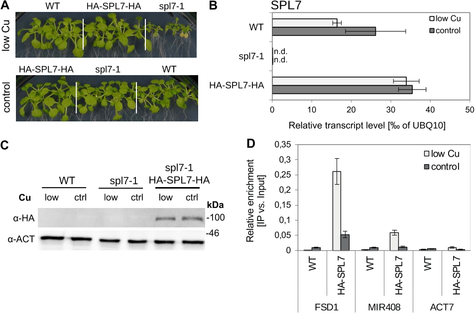 (PDF) Energy status-promoted growth and development of Arabidopsis ...